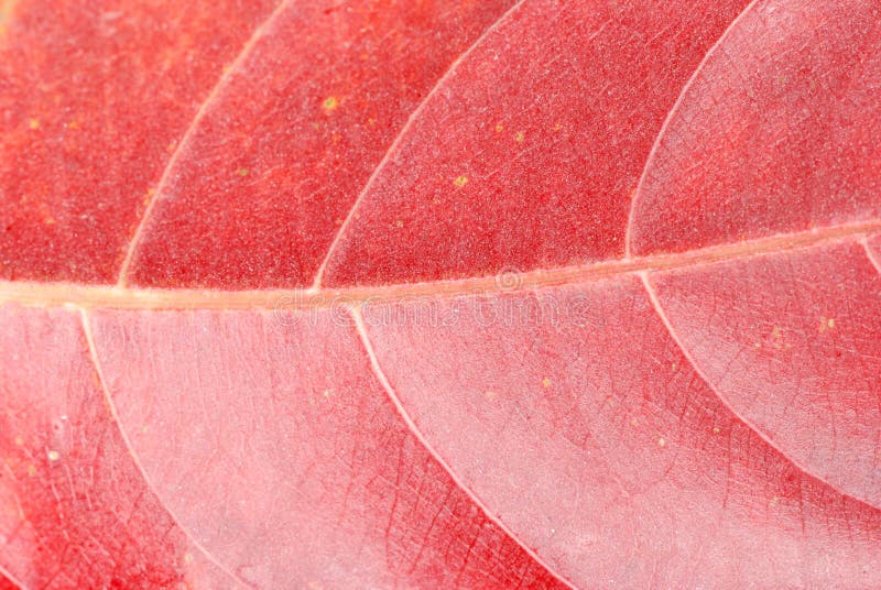 Red leaf texture stock photo. Image of flora, bright - 13523836