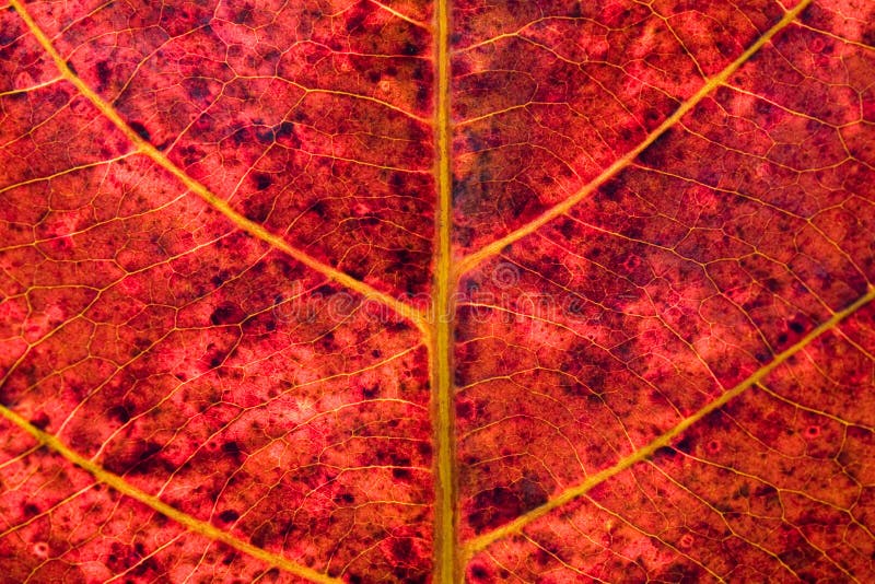Red leaf texture stock illustration. Illustration of botany - 19378745