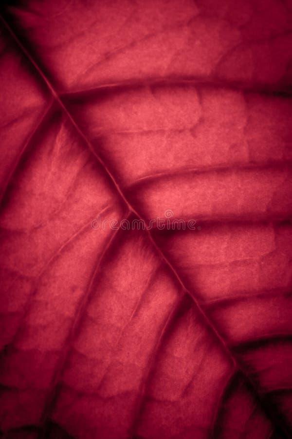 Red leaf texture stock photo. Image of golden, element - 24473502
