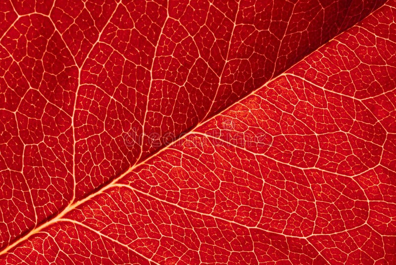 Red leaf texture stock photo. Image of texture, leaf, growth - 6216634