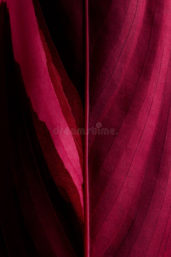 Red leaf texture stock photo. Image of botanical, foliage - 8190150