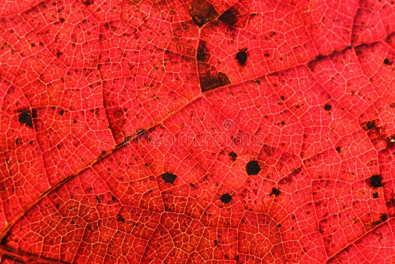 Red leaf texture in autumn stock photo. Image of glorious - 131457254