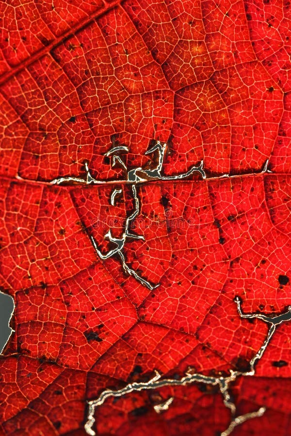 Red leaf texture in autumn stock photo. Image of design - 131457266