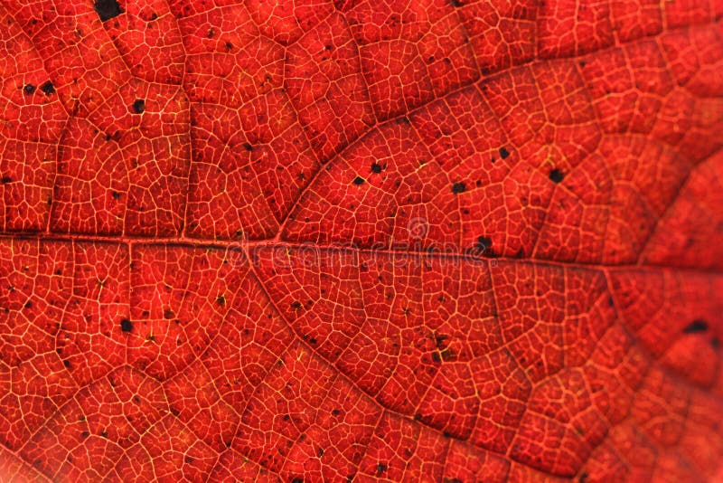 Red leaf texture in autumn stock photo. Image of isolated - 131457318