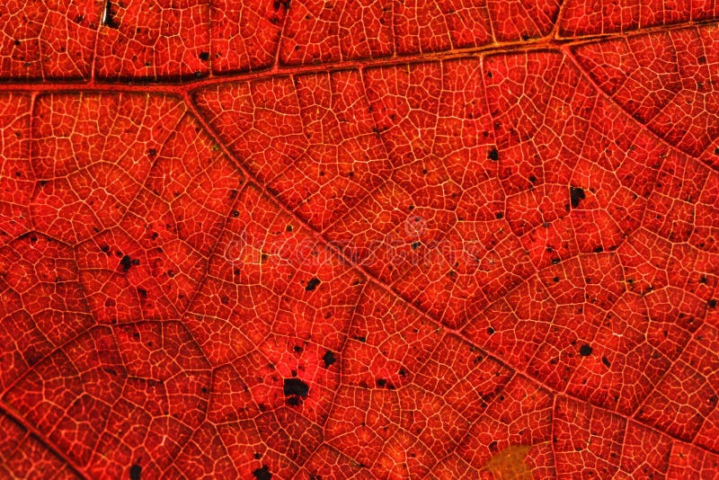 Red leaf texture in autumn stock photo. Image of colors - 131457262