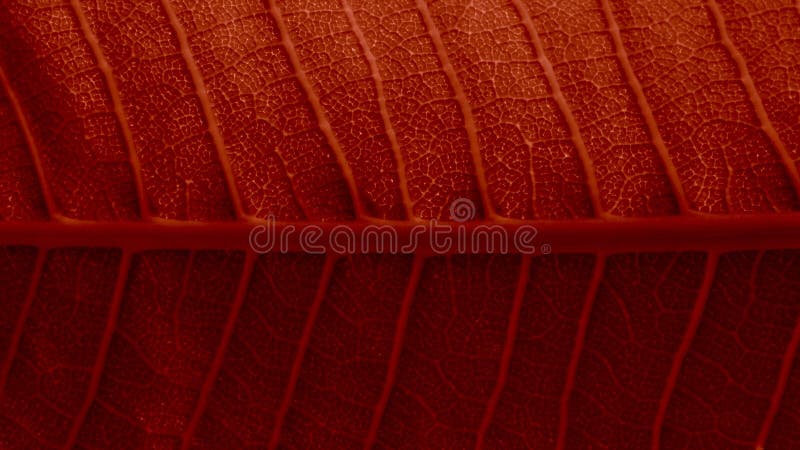 Detail of a Red Leaf Texture. Stock Image - Image of line, leaves ...