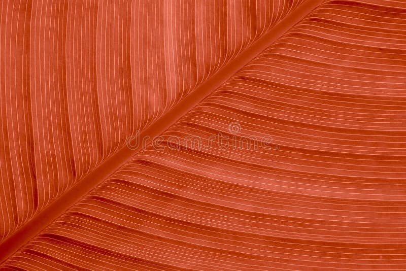 Detail of a Red Leaf Texture. Stock Photo - Image of line, botany ...