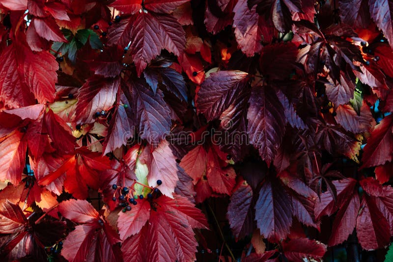 Red Leaf Texture. Leaf Texture Background. Autumn in the Nature Stock ...