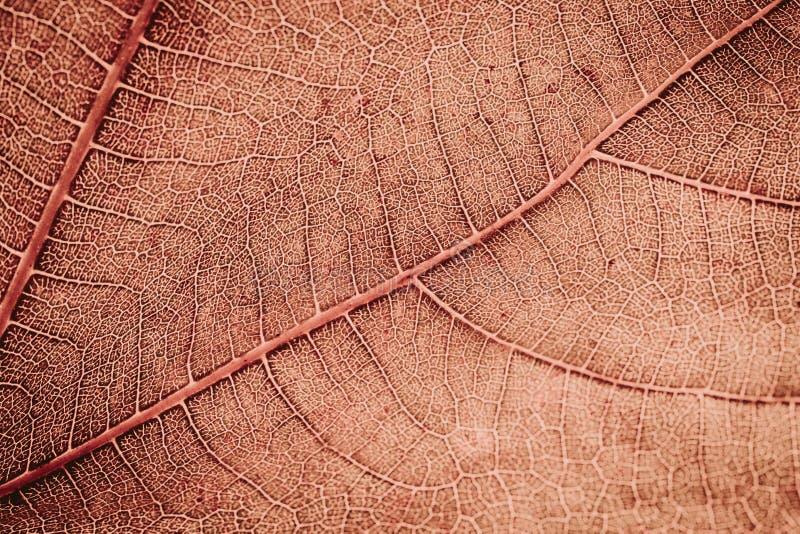 Red Leaf Texture and Background. Macro View of Dry Leaf Texture ...