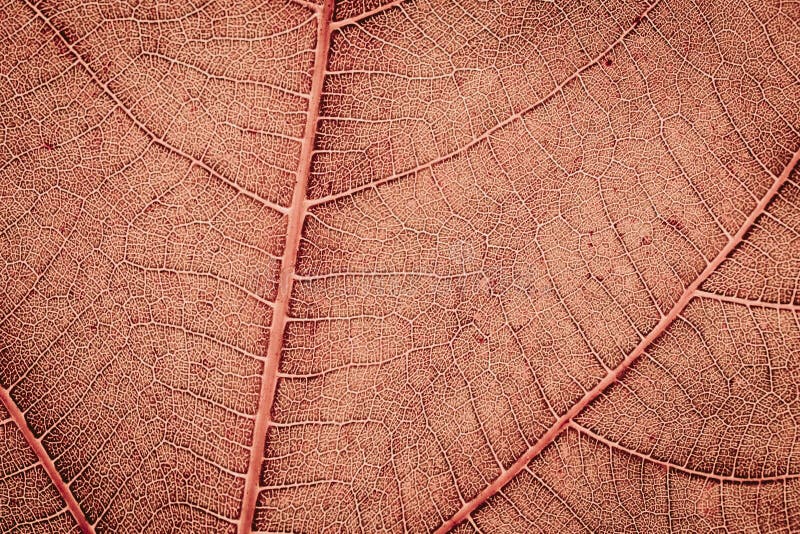 Red Leaf Texture and Background. Macro View of Dry Leaf Texture ...