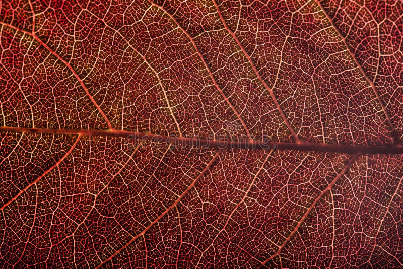 Red leaf texture stock image. Image of fall, colour - 119917201