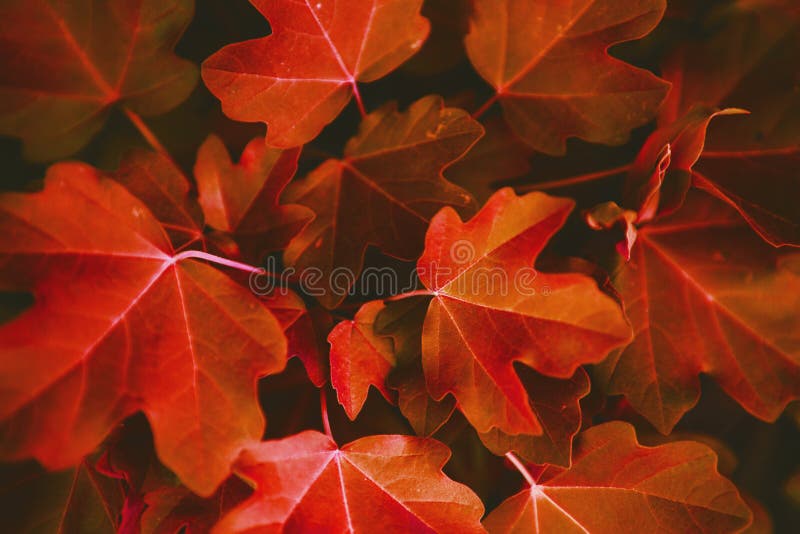 Red Leaf Texture. Leaf Texture Background Stock Image - Image of ...