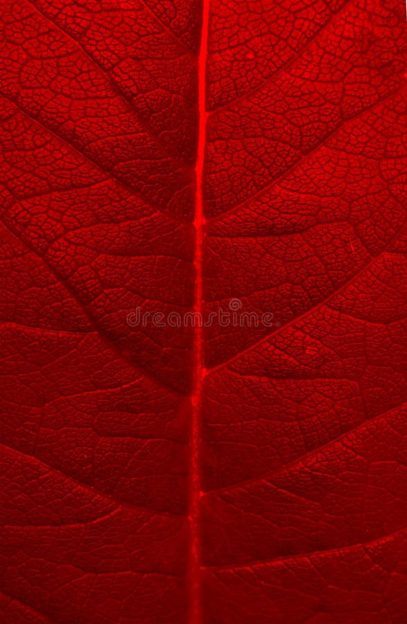 Red leaf texture stock photo. Image of plant, leaf, nature - 311048342