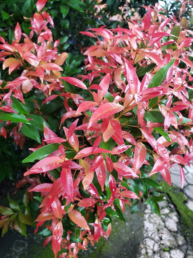 Red Leaf Tree in the Countryside Stock Photo - Image of trees, leaf ...