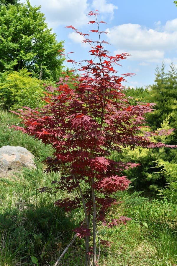 Red leaf tree stock photo. Image of mount, tree, leaf - 117078552
