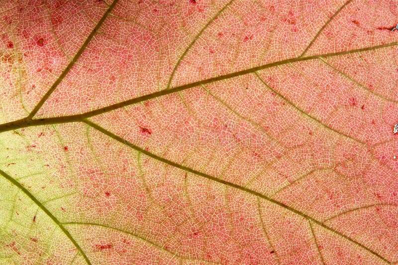 Red leaf with veins stock image. Image of leaf, macro - 11970101