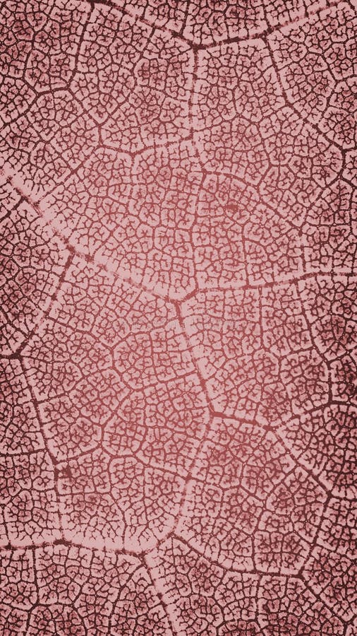 Red leaf stock photo. Image of abstract, backdrop, fresh - 166469502