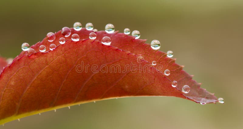 Red leaf and water drop stock photo. Image of water, close - 46041386