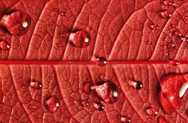 Red leaf with water drops stock photo. Image of beautiful - 25932050