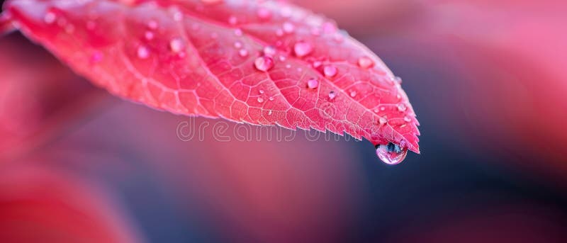 A Red Leaf with Water Drops on Its Surface, Closely Captured Background ...