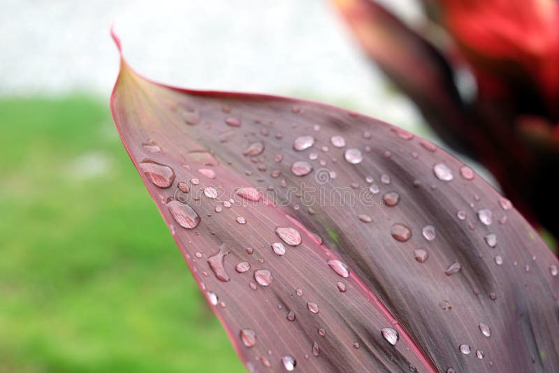 Red leaf with water drops stock photo. Image of water - 168963248