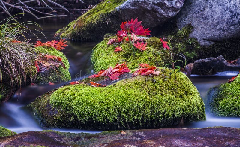 Red Leaf on Wet Moss Stone in Water Stock Image - Image of colors ...