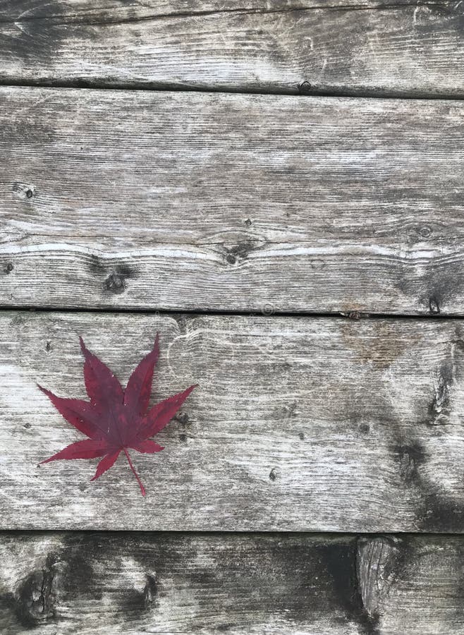 Red leaf on wood stock image. Image of leaf, wooden - 135568177