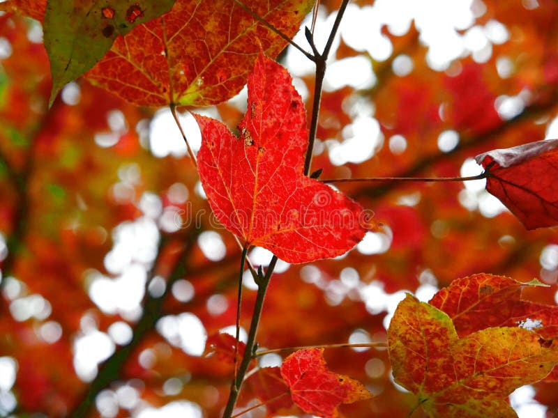 Red Leaf in Yuen Long in Hong Kong Stock Photo - Image of colorful ...