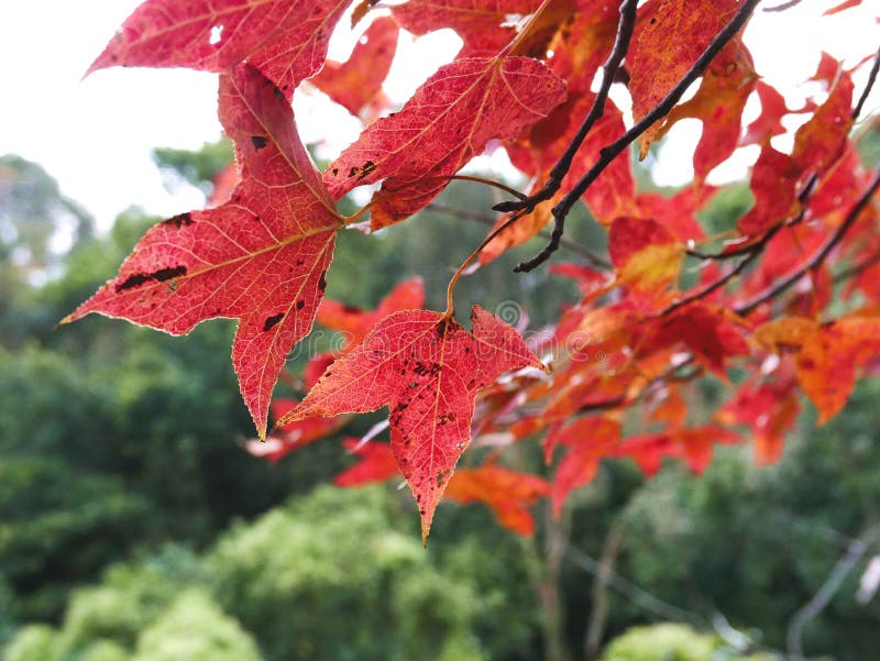 Red Leaf in Yuen Long in Hong Kong Stock Photo - Image of environmental ...
