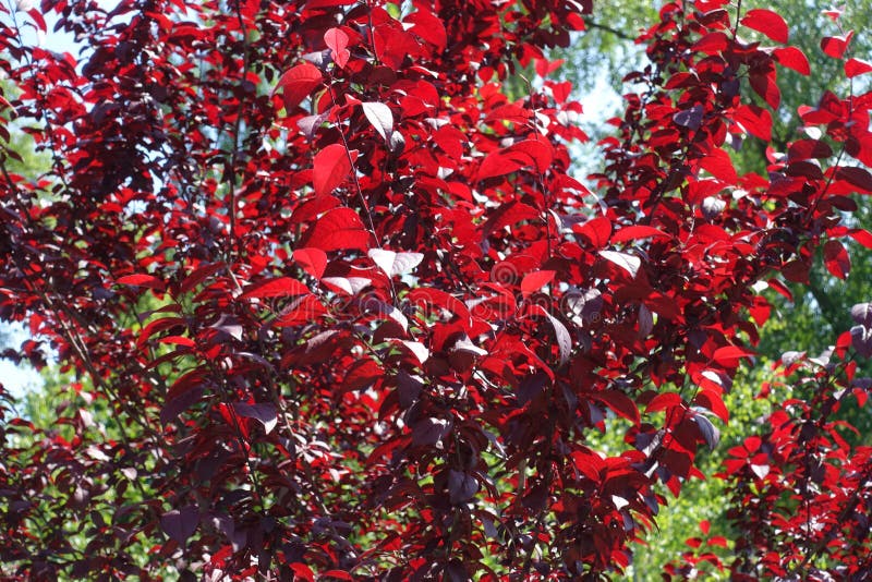 Red Leafage of Prunus Pissardii Stock Image - Image of flora, crimson ...