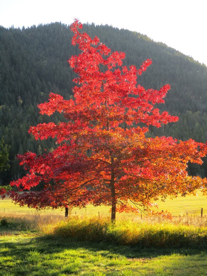 Red Leafed Maple Tree Against Idaho Mountain in Fall Stock Image ...