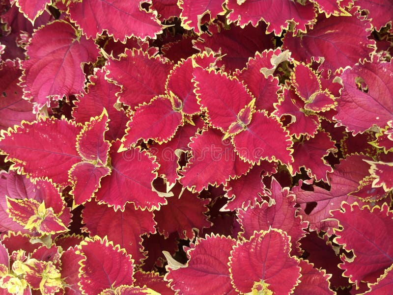 A Red Leafed Plant that Looks Very Natural and Beautiful in the Wild ...