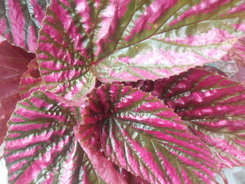 Red Leafed Rex Begonia Flower in the Yard Stock Photo - Image of leaf ...