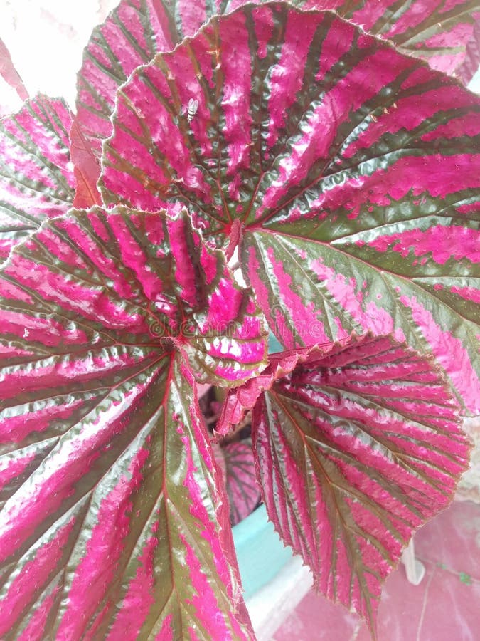 Leafed Rex Begonia Flower Stock Photos - Free & Royalty-Free Stock ...