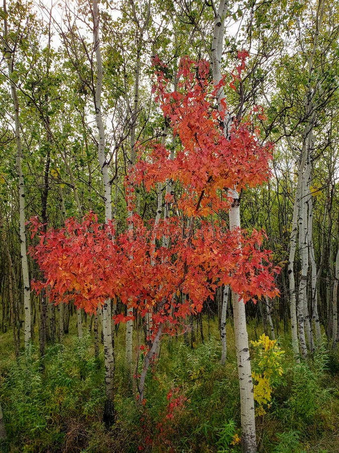 Red Leafed Tree Along the Side of the Walking Path at Assiniboine ...
