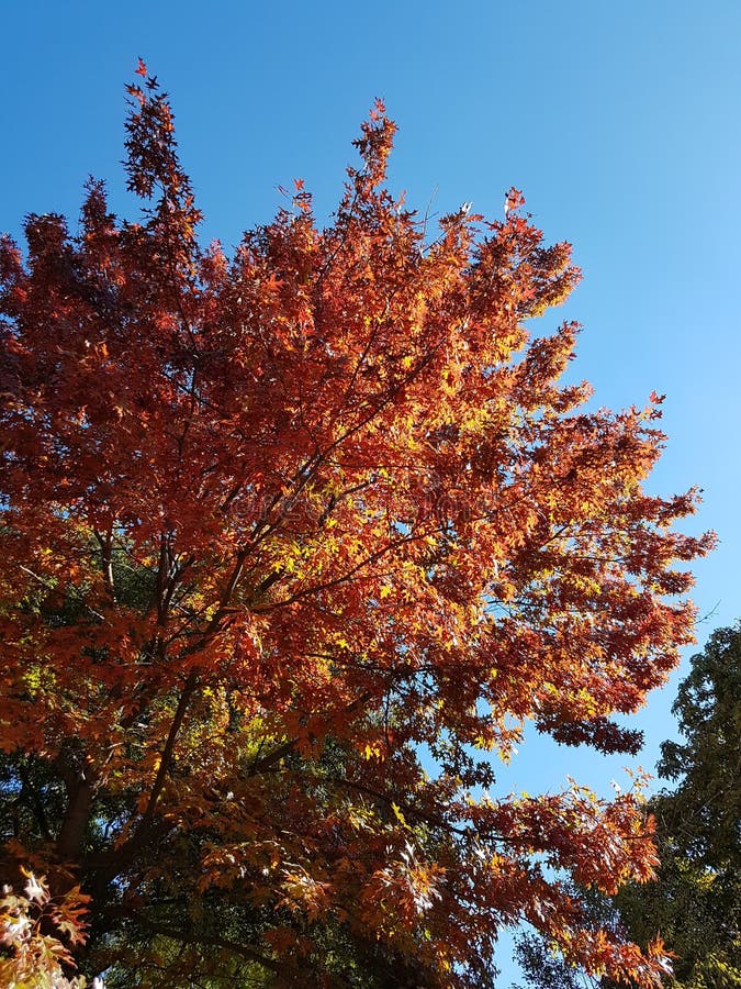 Red leaf tree stock photo. Image of spring, botanical - 104130650