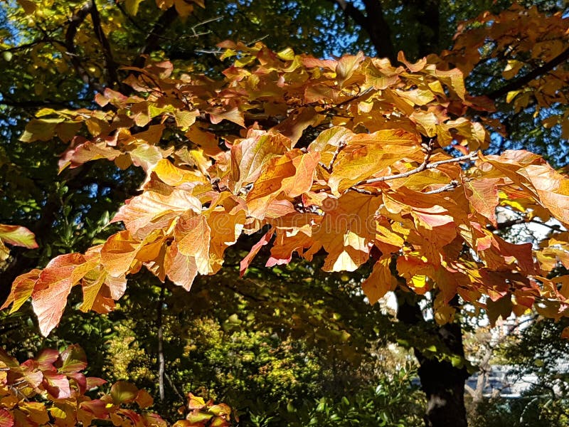 Red leaf tree stock photo. Image of yellow, plant, garden - 104131096