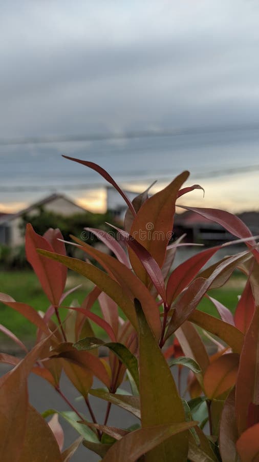 Red Leafed Tree and Evening Light Behind it Stock Image - Image of tree ...
