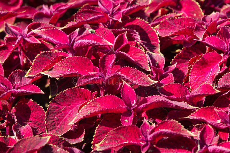 Red leafs stock image. Image of cluster, botanical, june - 24932129