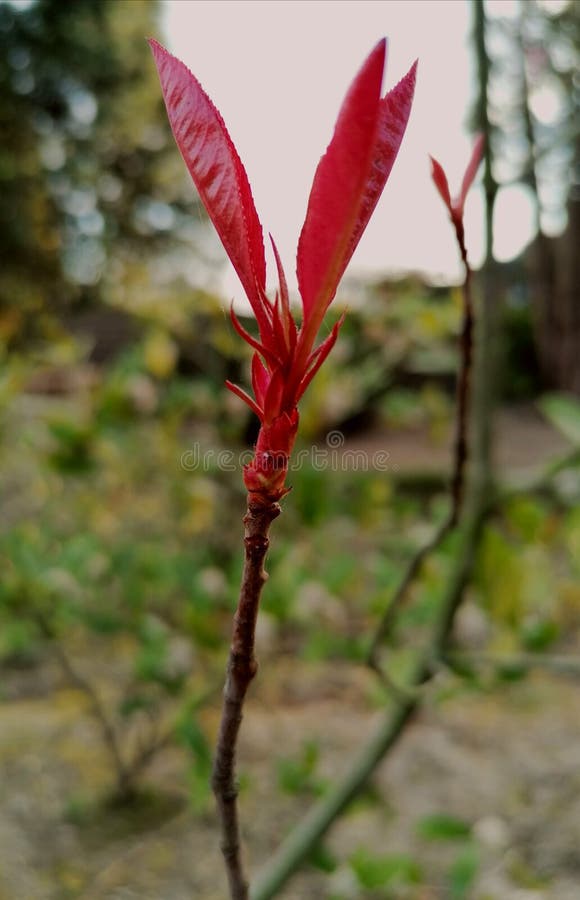 Red Leafs Bush Started To Grow because of the First Sunshine in the ...