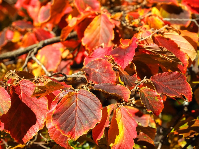 Colors of Autumn Fall : Red Leafs of a European Beech Tree Stock Image ...
