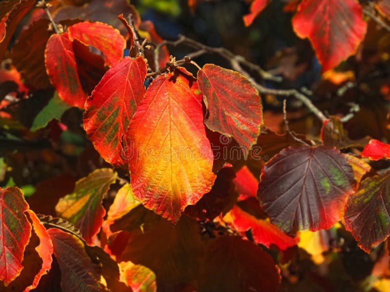 Colors of Autumn Fall : Red Leafs of a European Beech Tree Stock Photo ...