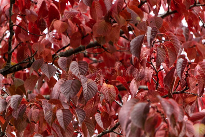 Red Leafs High Up in a Tree Stock Image - Image of high, tree: 258948609