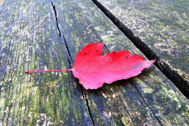 Red leave stock photo. Image of forest, color, texture - 3460206