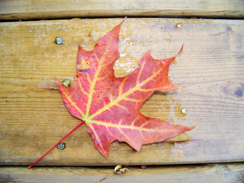 Red Leave Picture. Image: 6521968