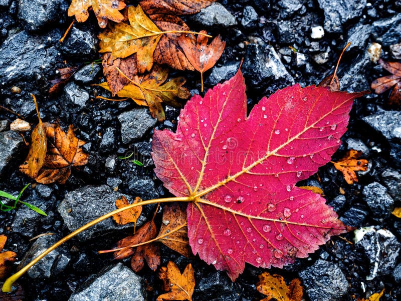 Red leave at autumn stock image. Image of drops, maple - 162407369