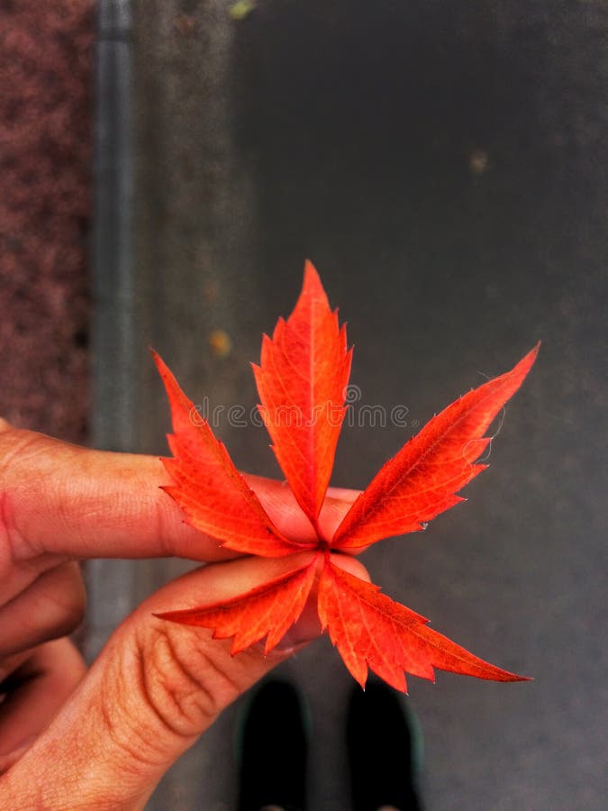 Red leave stock image. Image of october, colors, beautiful - 150439865