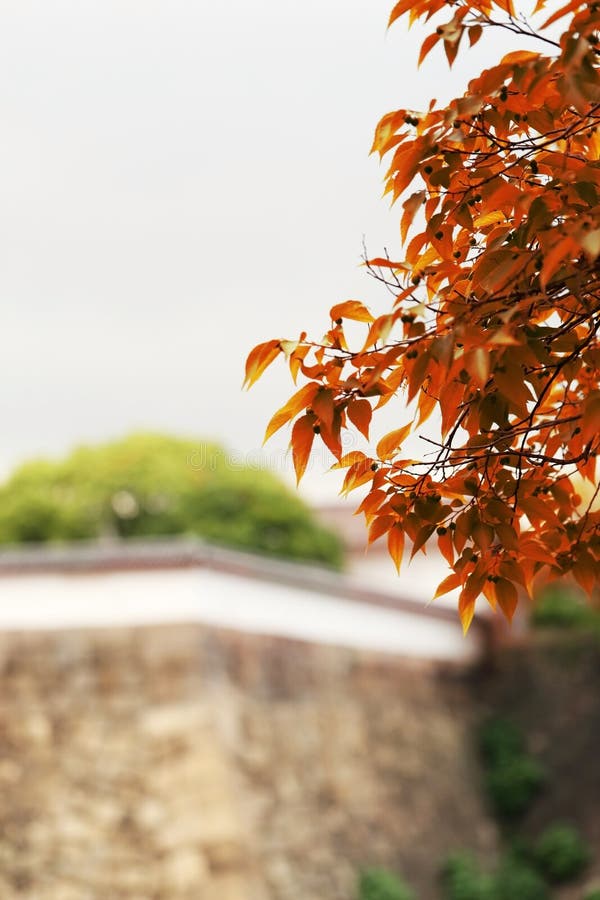 Red Leave on Branch with Evergreen Tree and Stoned Wall Background ...