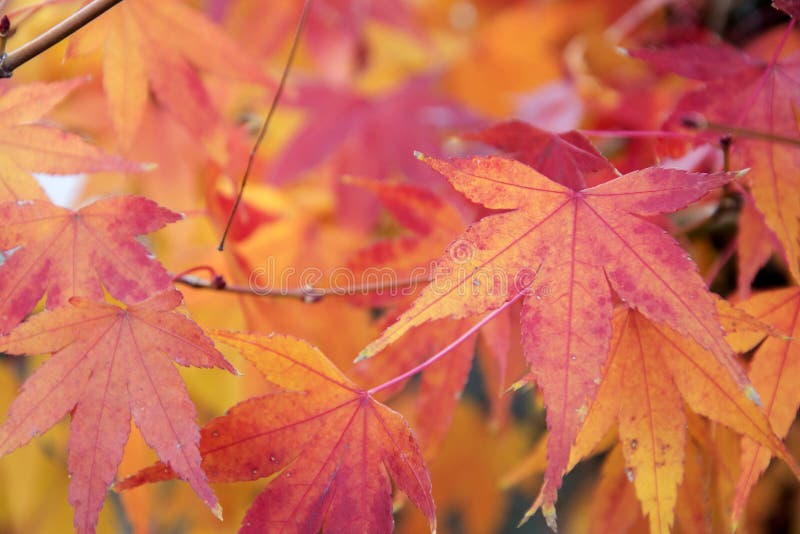 Red Leave of Maple Tree for Autumn Fall Background Stock Image - Image ...