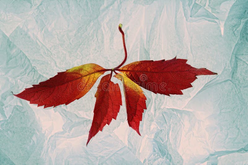 Red leave on paper stock illustration. Illustration of petal - 342786159